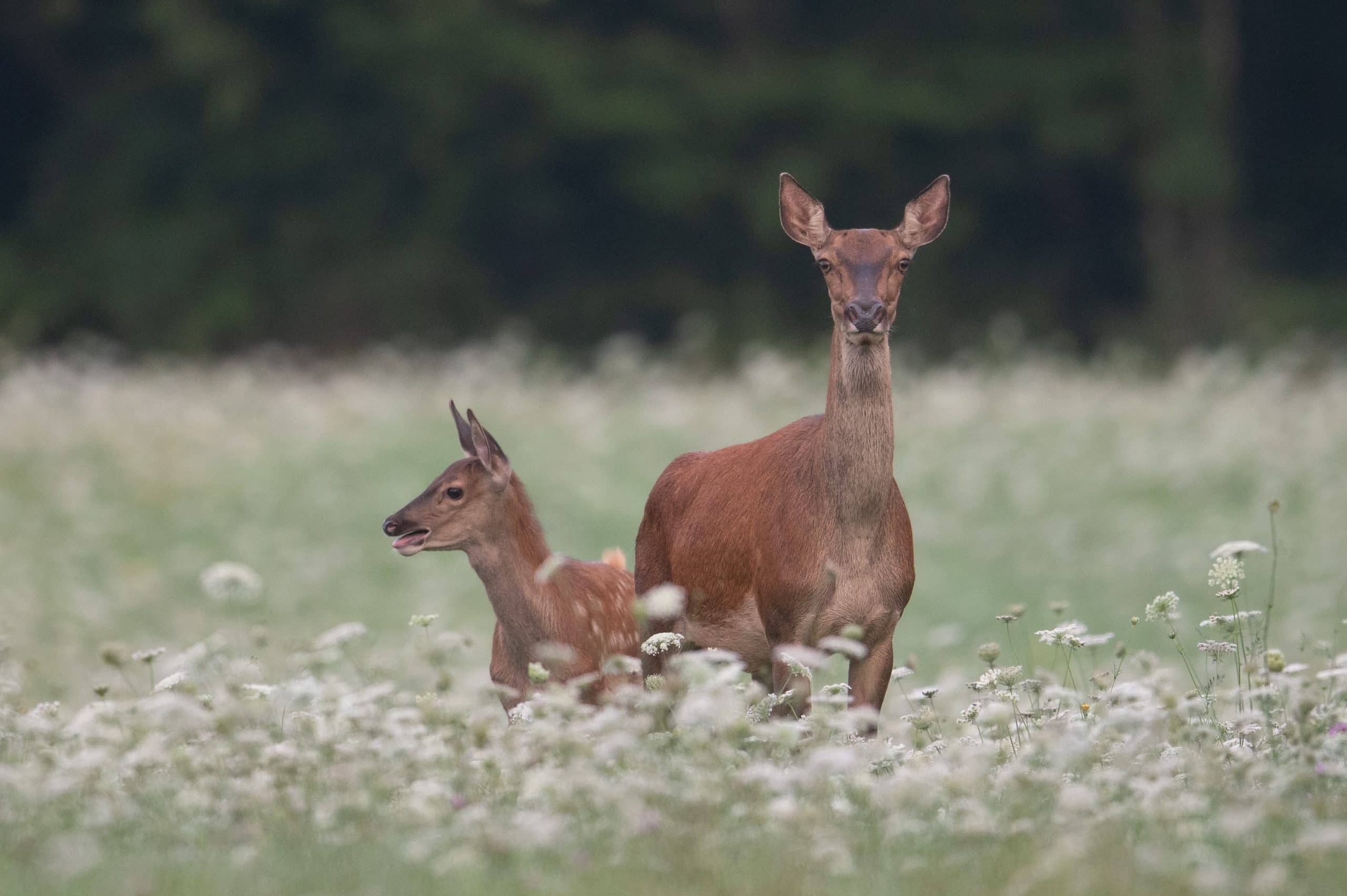 Photographie animalière et stage photo Vosges